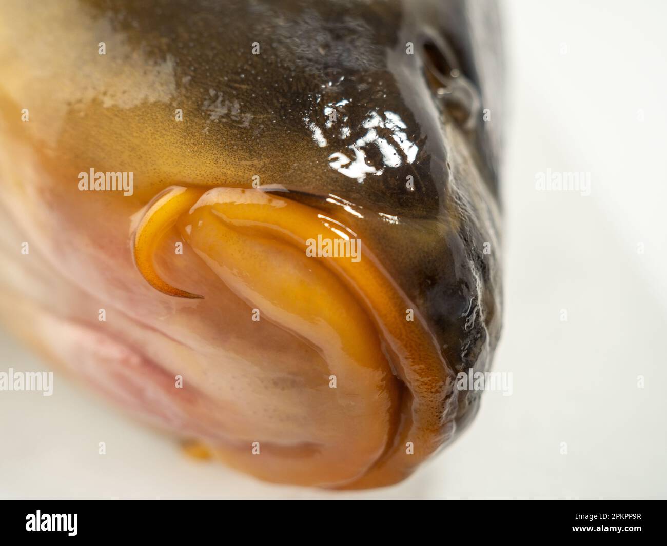 Fish head, carp head. Carp on a white background. Close-up Stock Photo ...