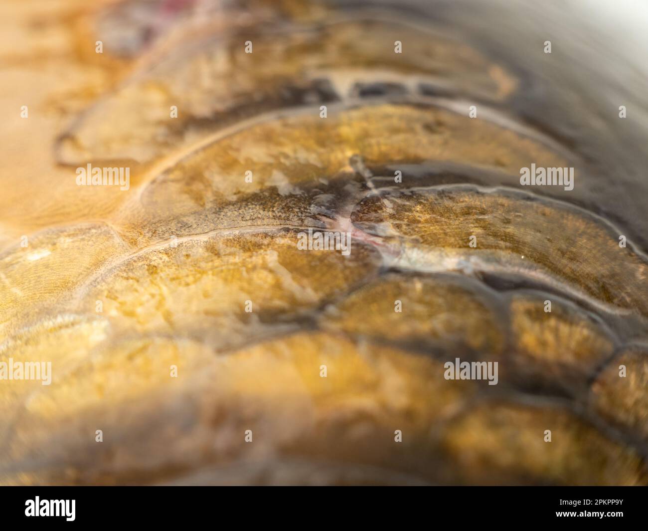 Fish scale texture, fish scale background. carp skin. Close-up Stock ...