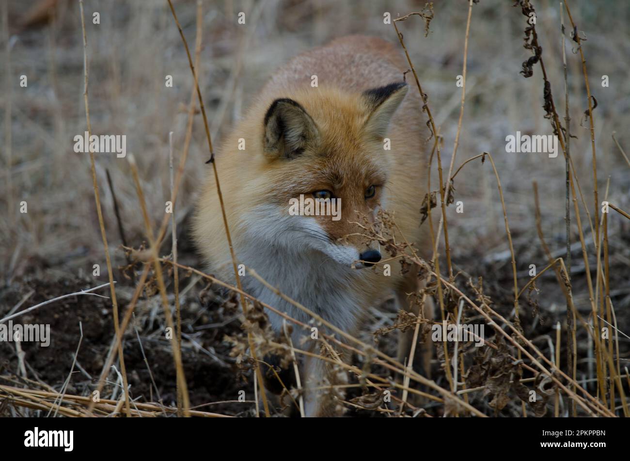 Ezo red fox Vulpes vulpes schrenckii. Akan Mashu National Park ...
