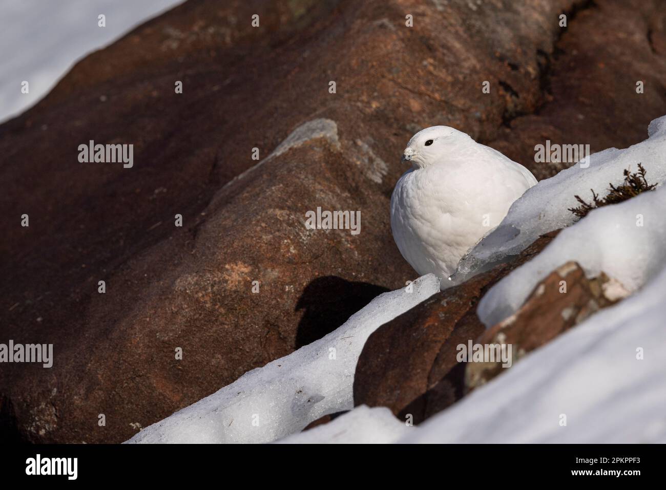 Scottish winter wildlife hi-res stock photography and images - Alamy