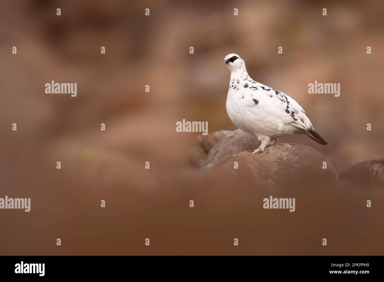 Scottish winter wildlife hi-res stock photography and images - Alamy