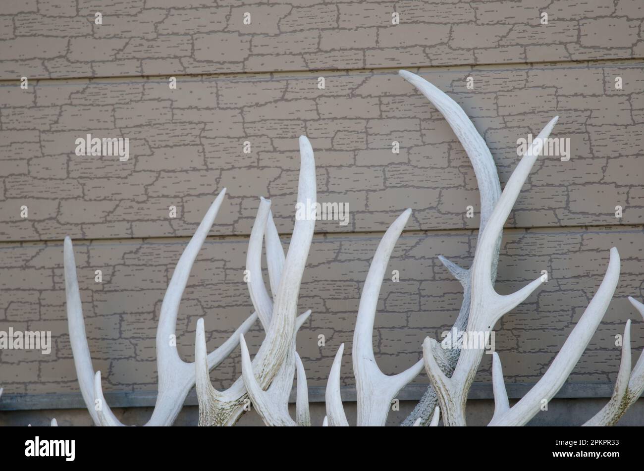 Antlers of sika deer Cervus nippon yesoensis. Teshikaga. Kushiro ...