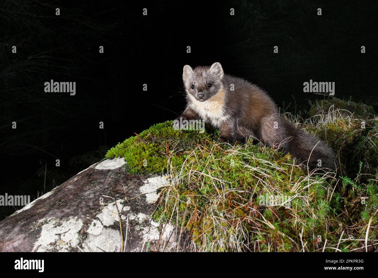 Marten standing hi-res stock photography and images - Alamy
