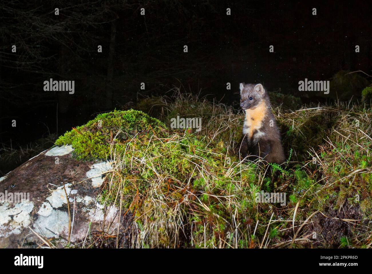 Standing pine marten hi-res stock photography and images - Alamy