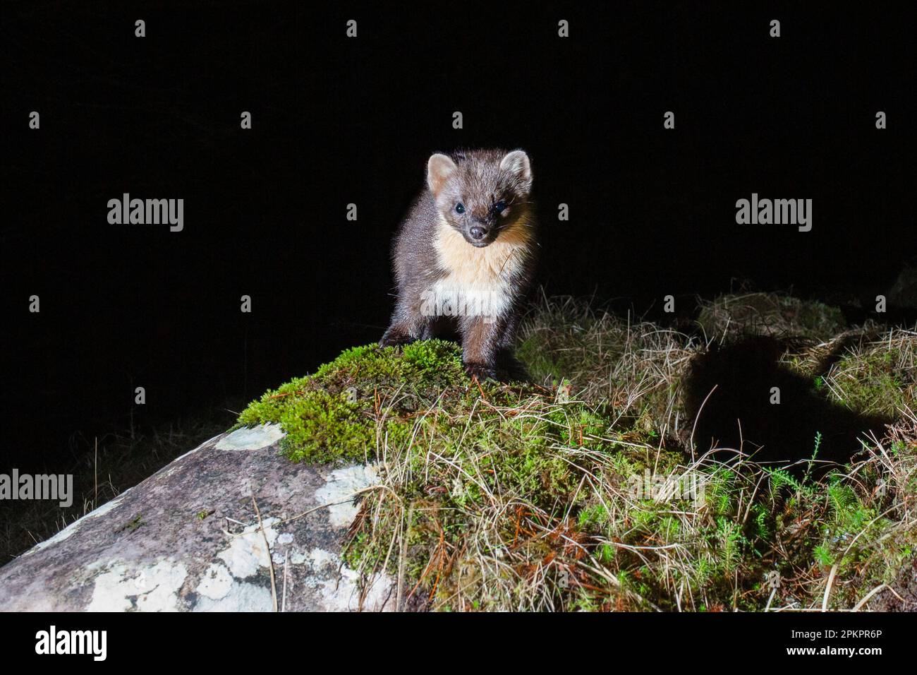 Standing pine marten hi-res stock photography and images - Alamy