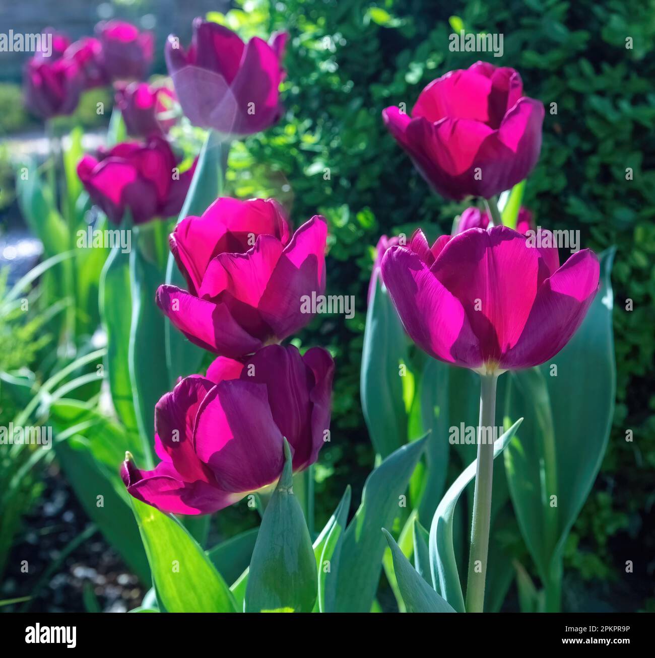 Purple lady tulips on a spring day at the Marjorie McNeely Conservatory ...