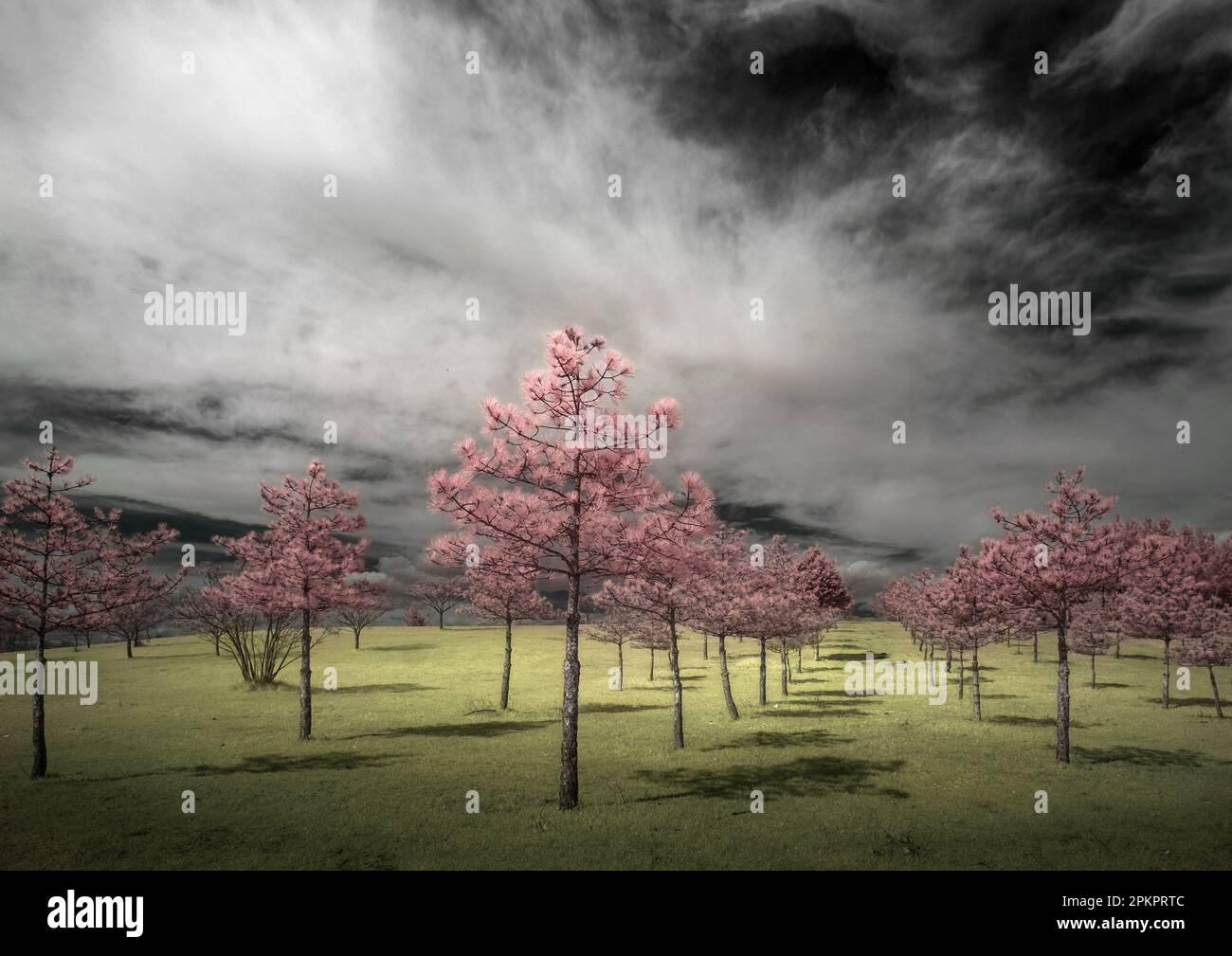 Infrared surreal landscape with dramatic sky and clouds Stock Photo - Alamy