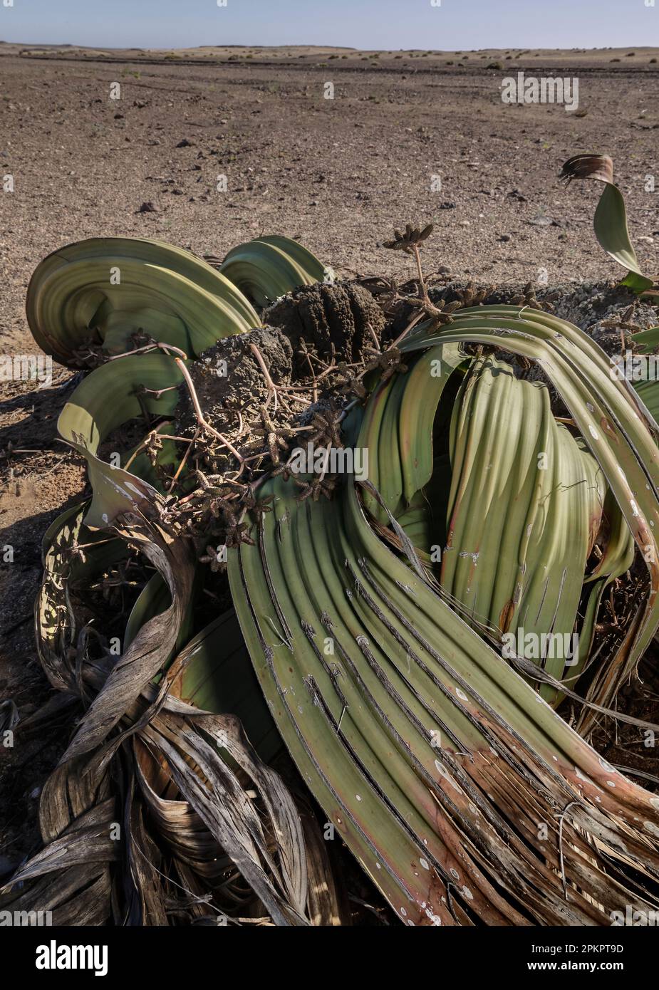 The Welwichia mirabillis is said to be one of the strangest plants on ...