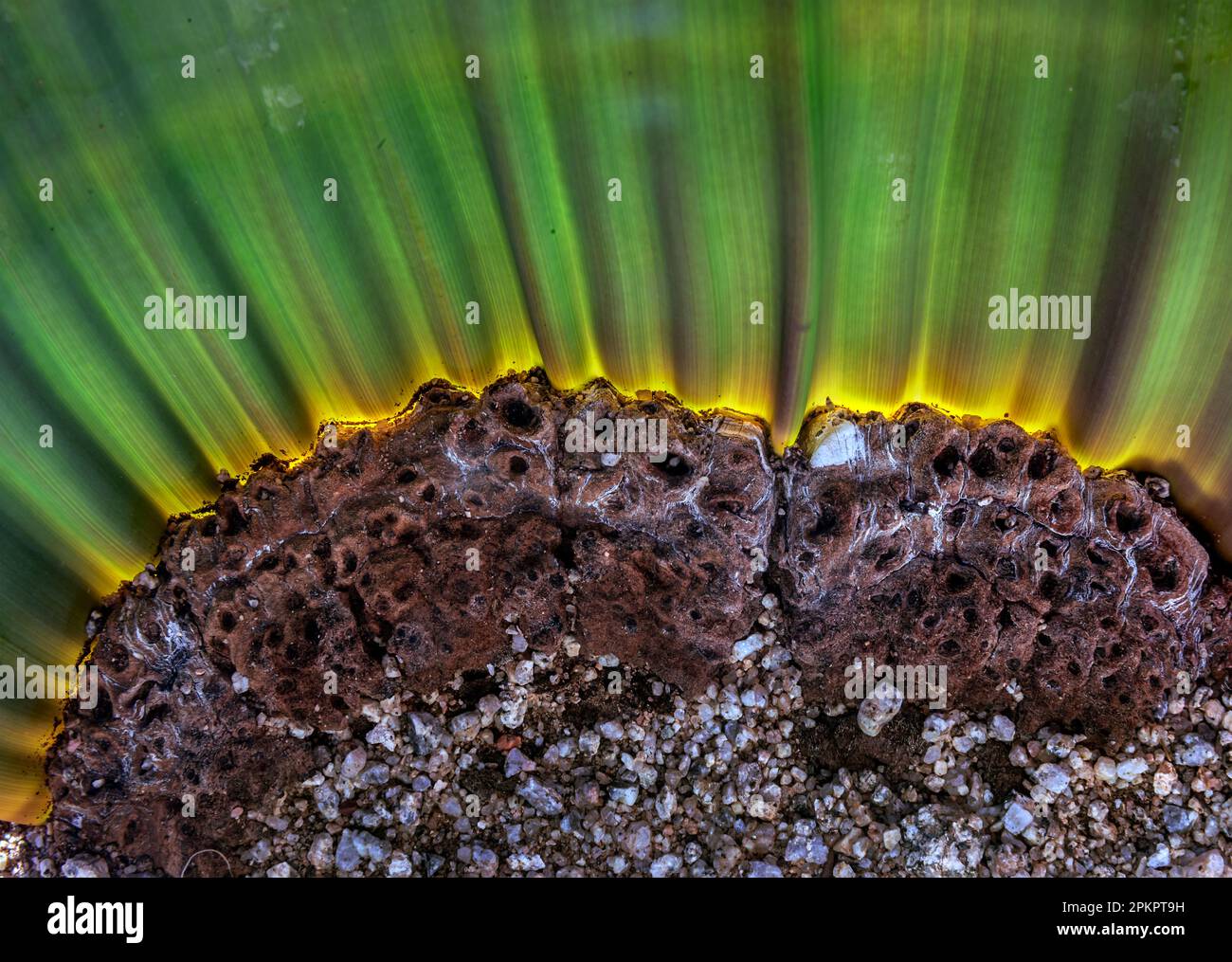 Strangest plants hi-res stock photography and images - Alamy