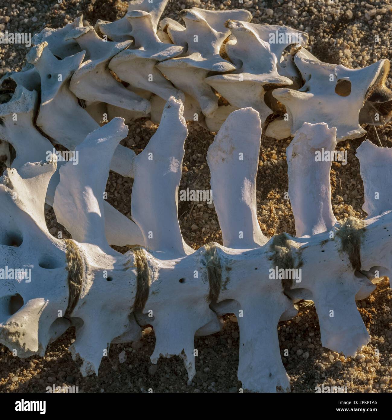 Bones in the Namib Desert Stock Photo - Alamy