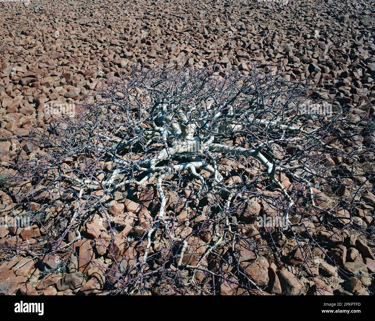 A stunted tree struggles to grow in the arid Koakaland area of northern ...