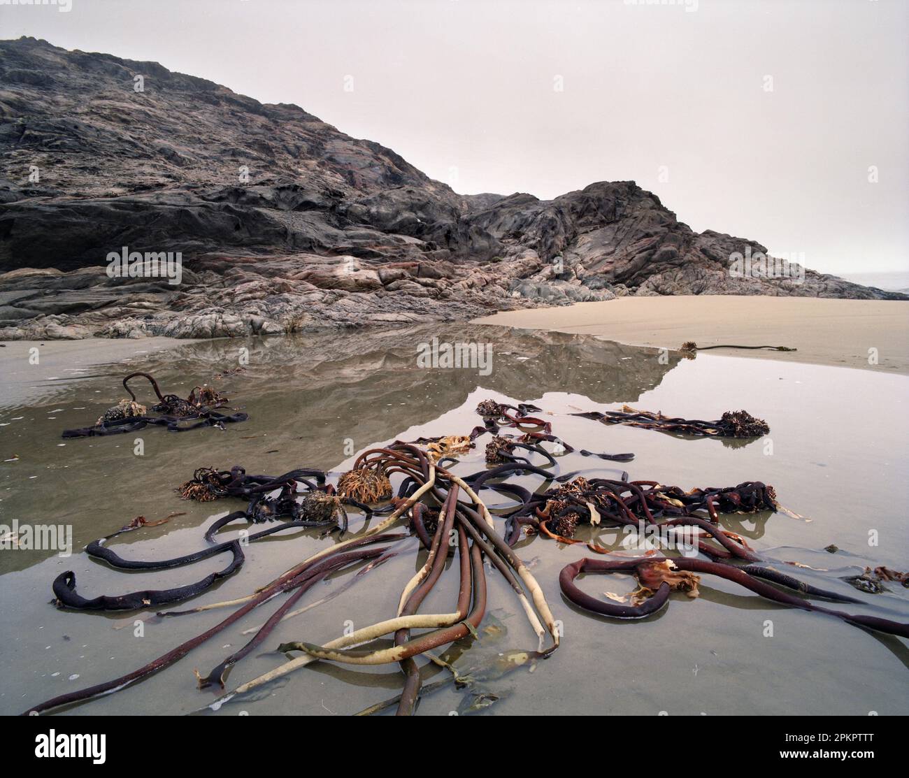 Sea Bamboo or Kelp ( Ecklonia maxima ) lie on a beach along the ...