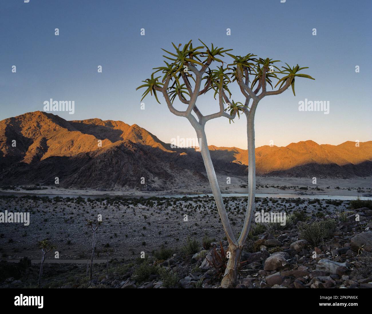 A young Quiver Tree ( Kokerboom ) grows on a barren slope on the South ...