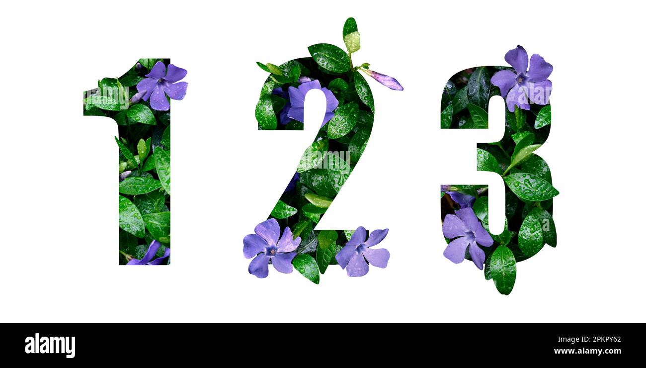 Flowers number 1, 2, 3 from real alive flower with raindrops. Flower ...