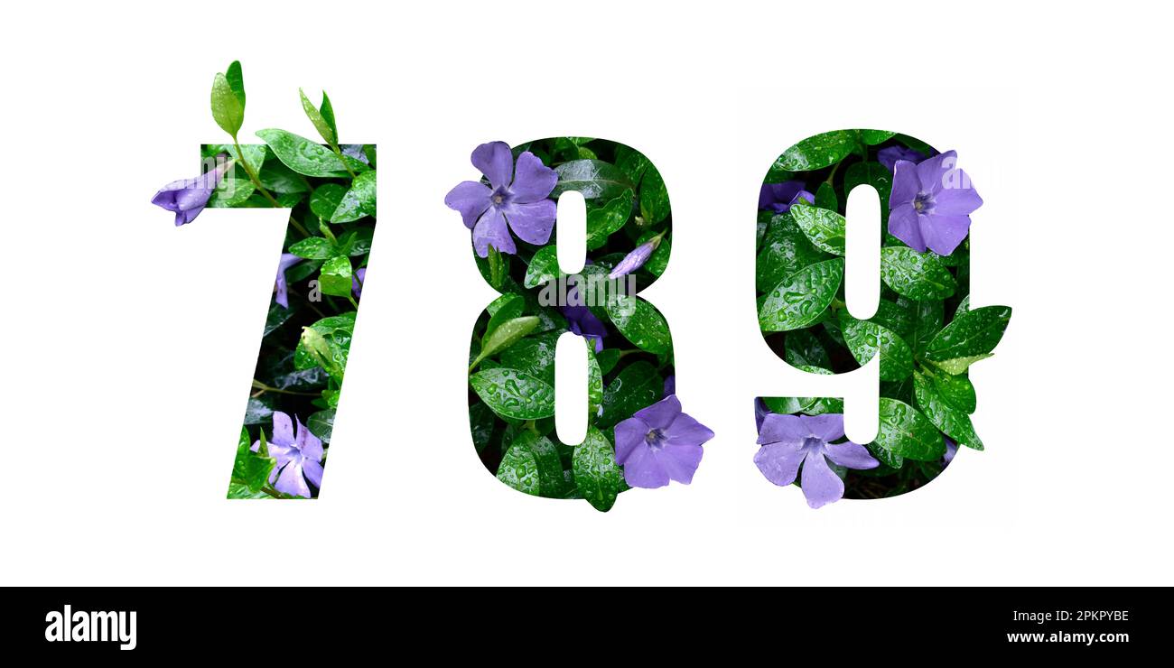 Flowers number 7, 8, 9 from real alive flower with raindrops. Flower ...