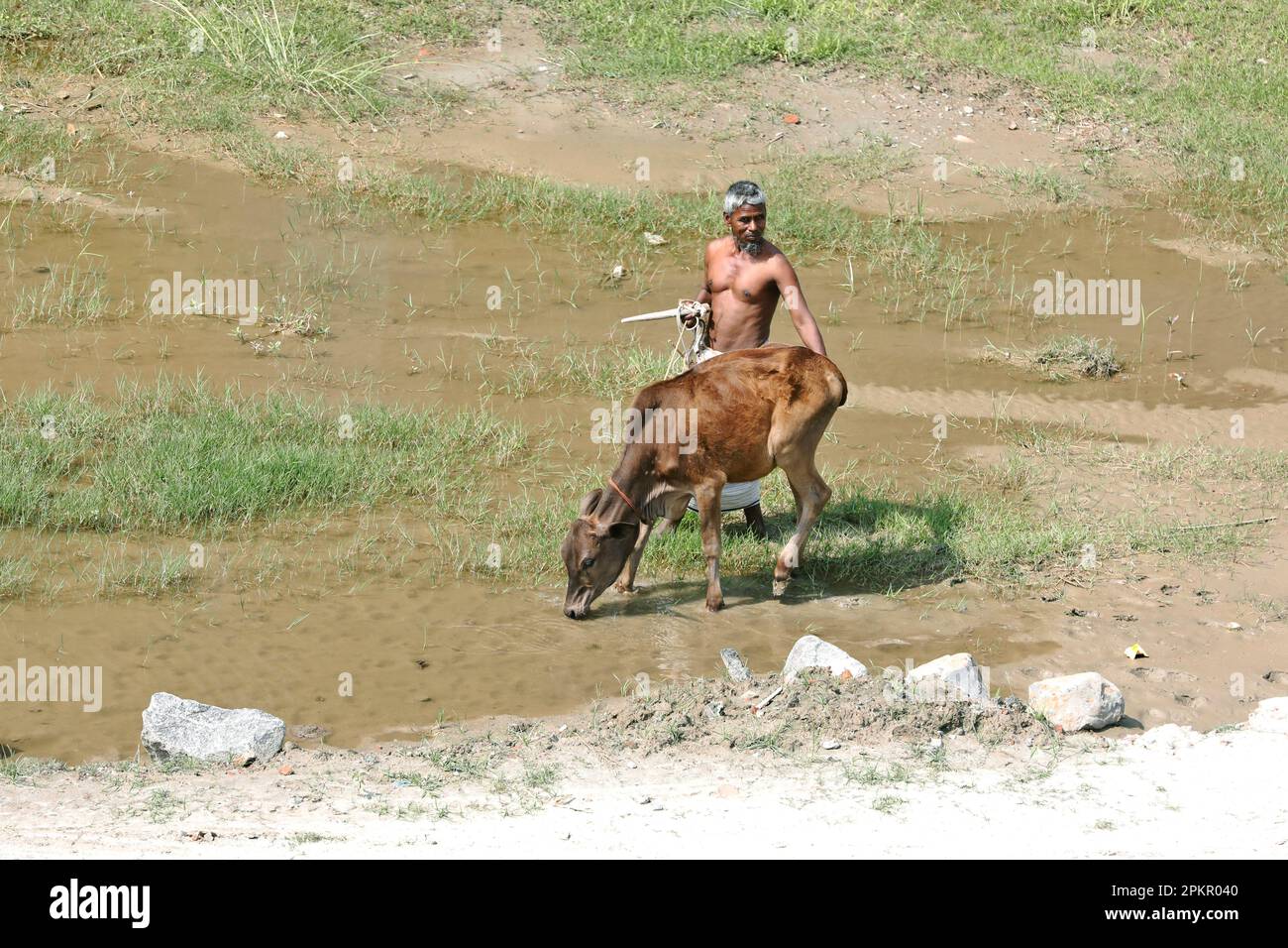 Bangladesh cows hi-res stock photography and images - Alamy