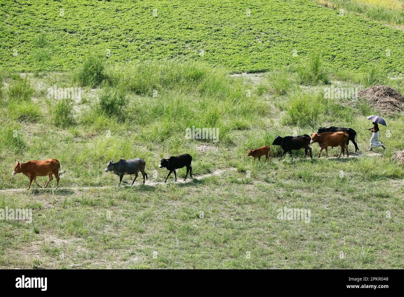 Shariatpur, Bangladesh - April 04, 2023: A farmer is returning home ...