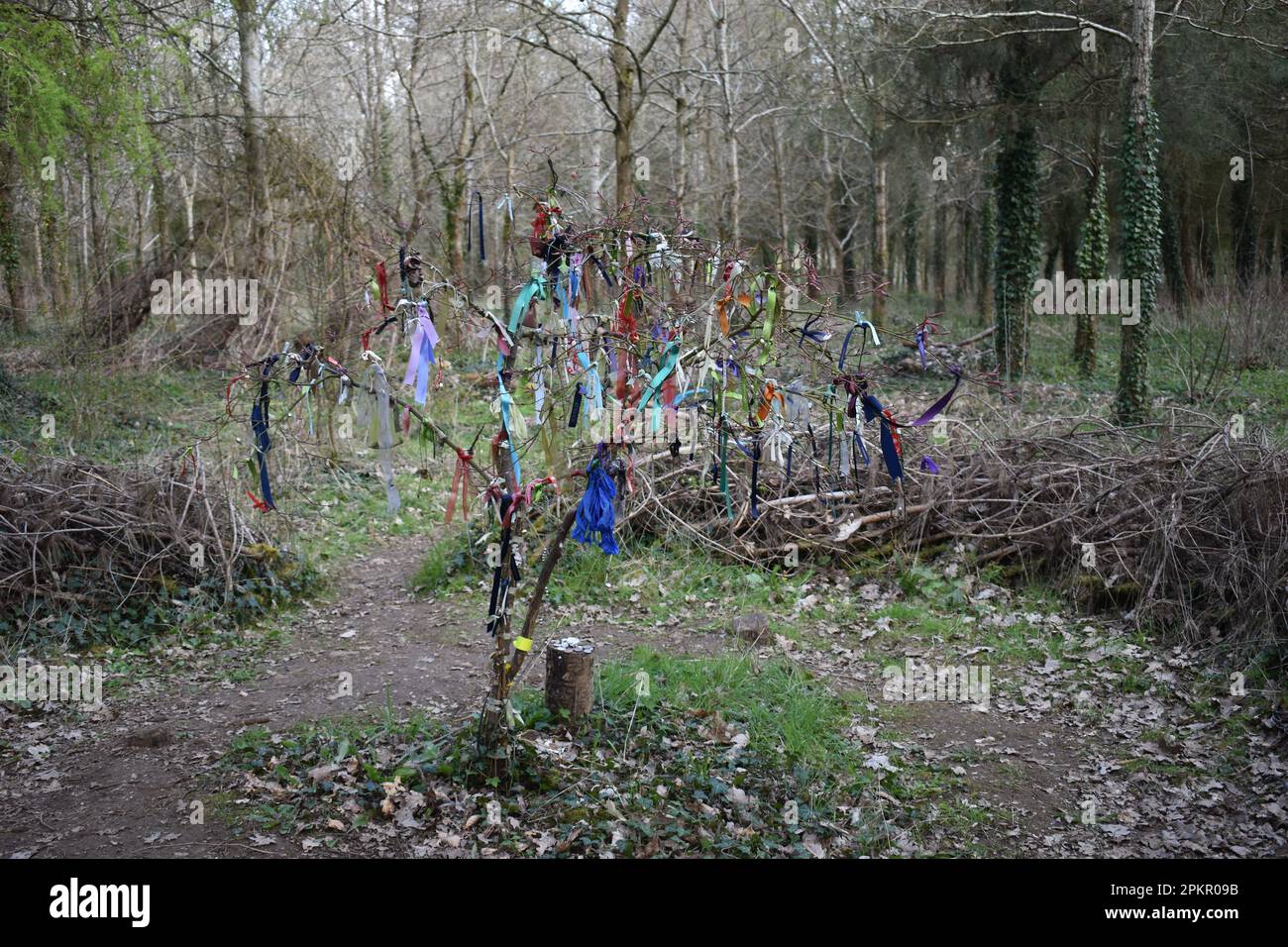 A tree decorated with ribbons in woodland Stock Photo - Alamy