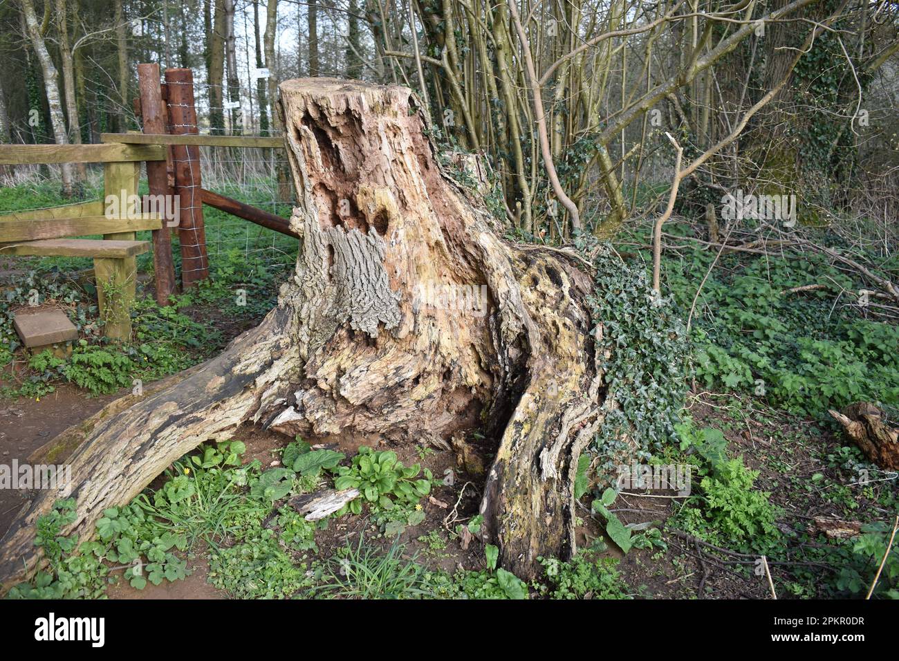 The remains of a tree trunk which has been cut down, which appears to ...