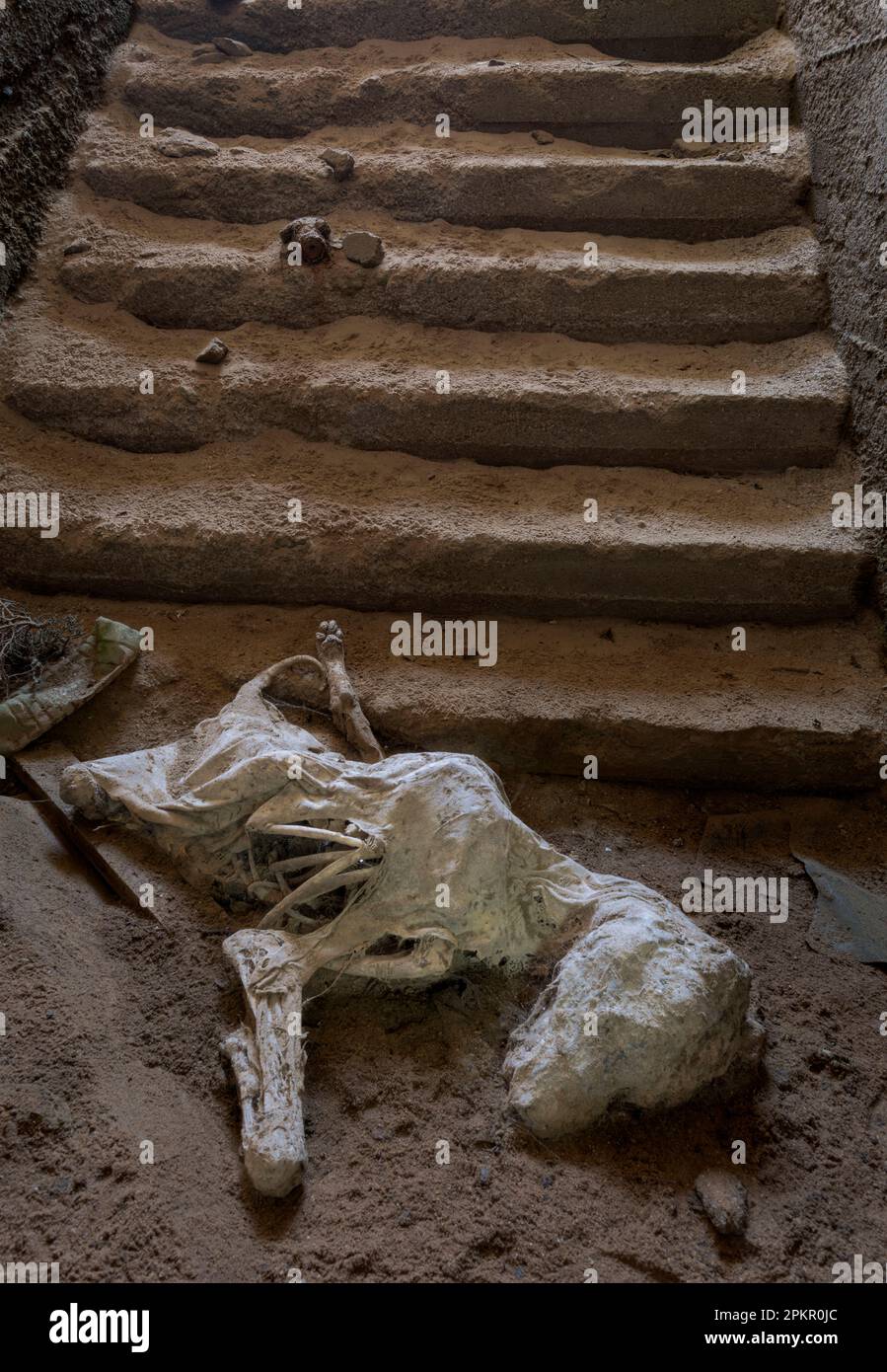 The remains of an Hyena lies at the bottem of stairs of a diamond ...