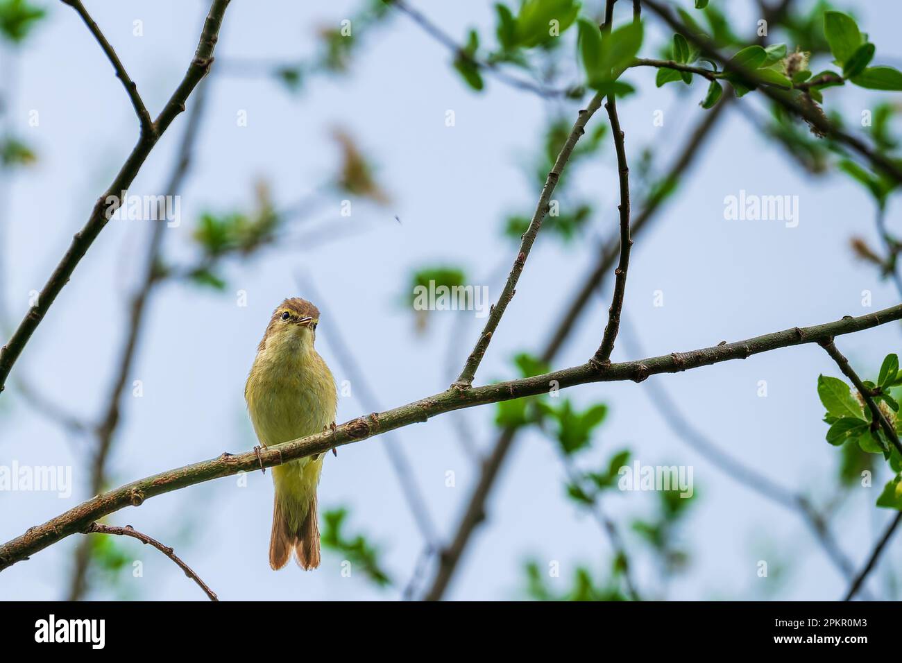 Leaf warblers are small insectivorous passerine birds belonging to the ...