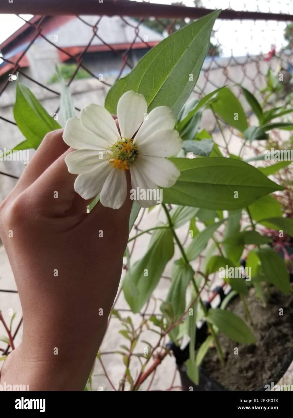 Link flower hi-res stock photography and images - Alamy