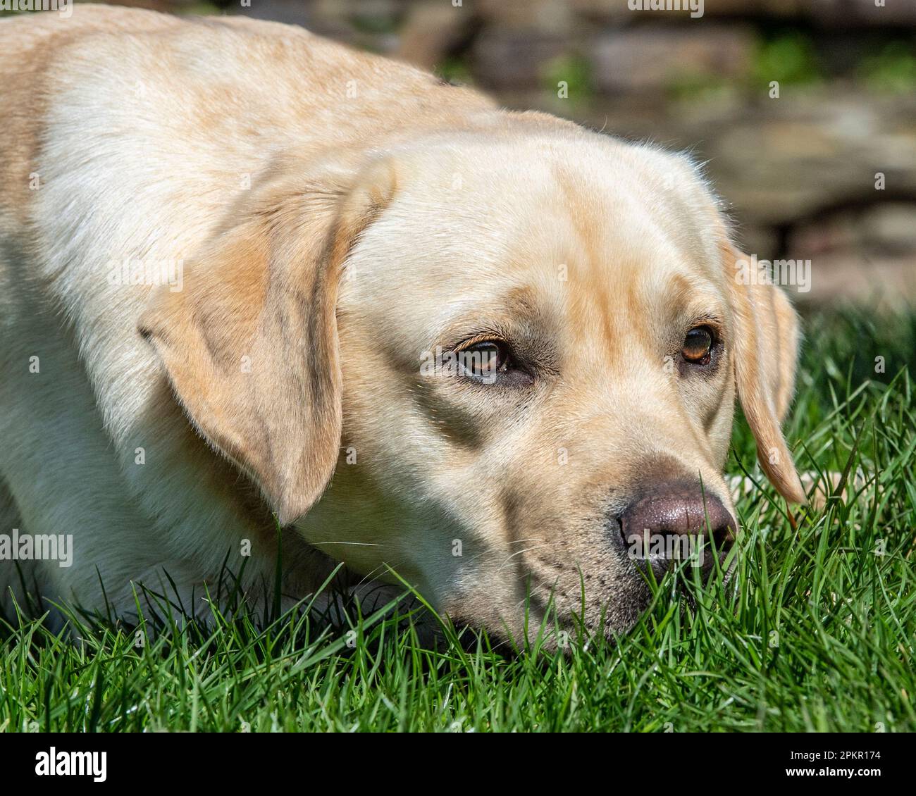 Labrador Retriever relaxing on lawn Stock Photo - Alamy