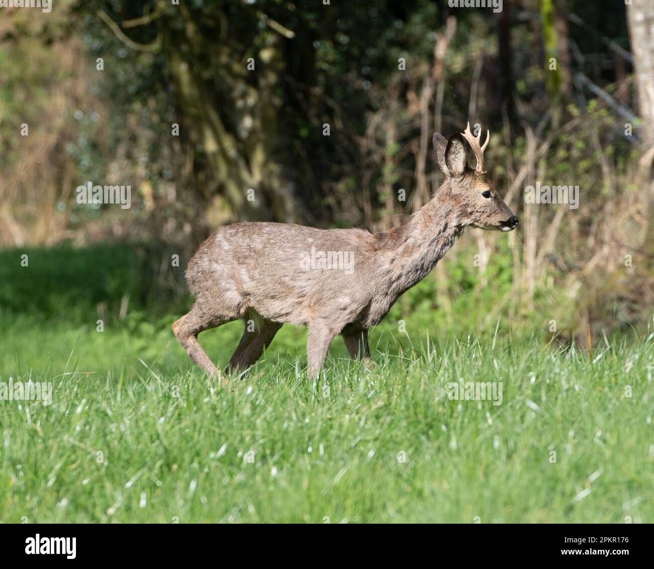Side profile of deer hi-res stock photography and images - Alamy