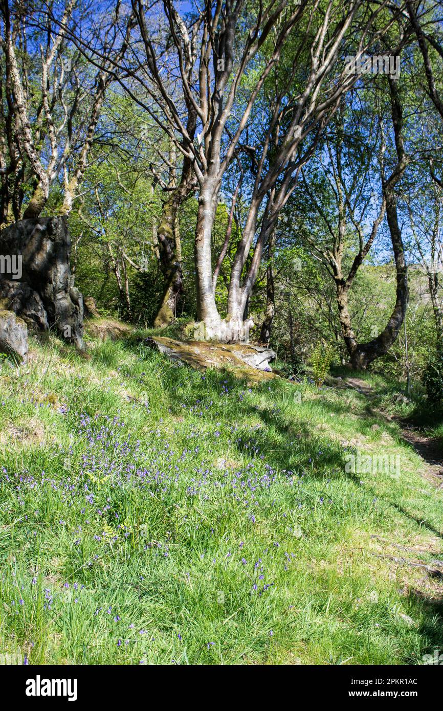 The edges of a small woodland with flowering bluebells in the spring in ...