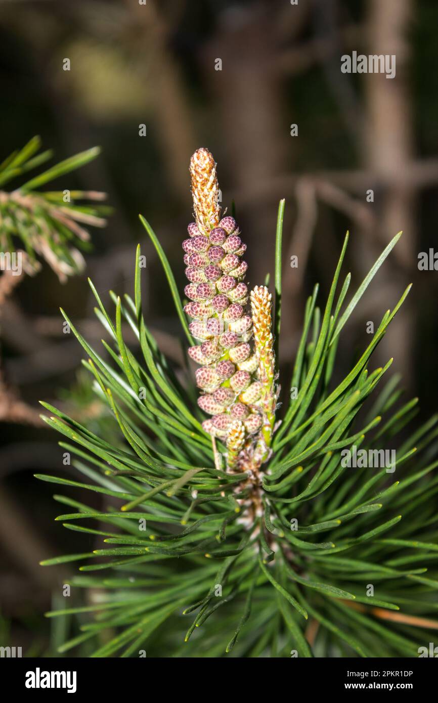 Inflorescence pinus hi-res stock photography and images - Alamy