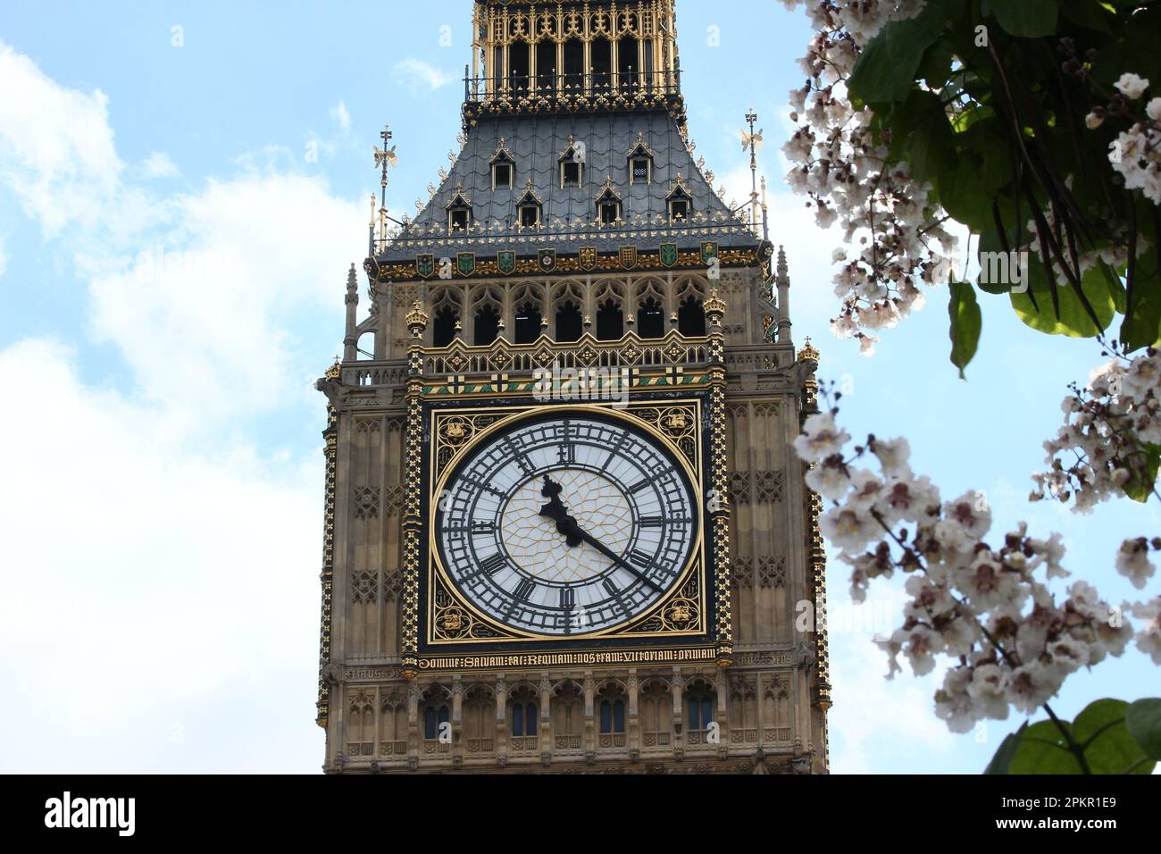 The blooming tree branches with the Great Clock of Westminster in the ...