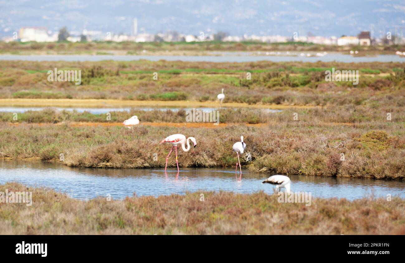 flamingo birds during migration at the mouth of the river Stock Photo ...