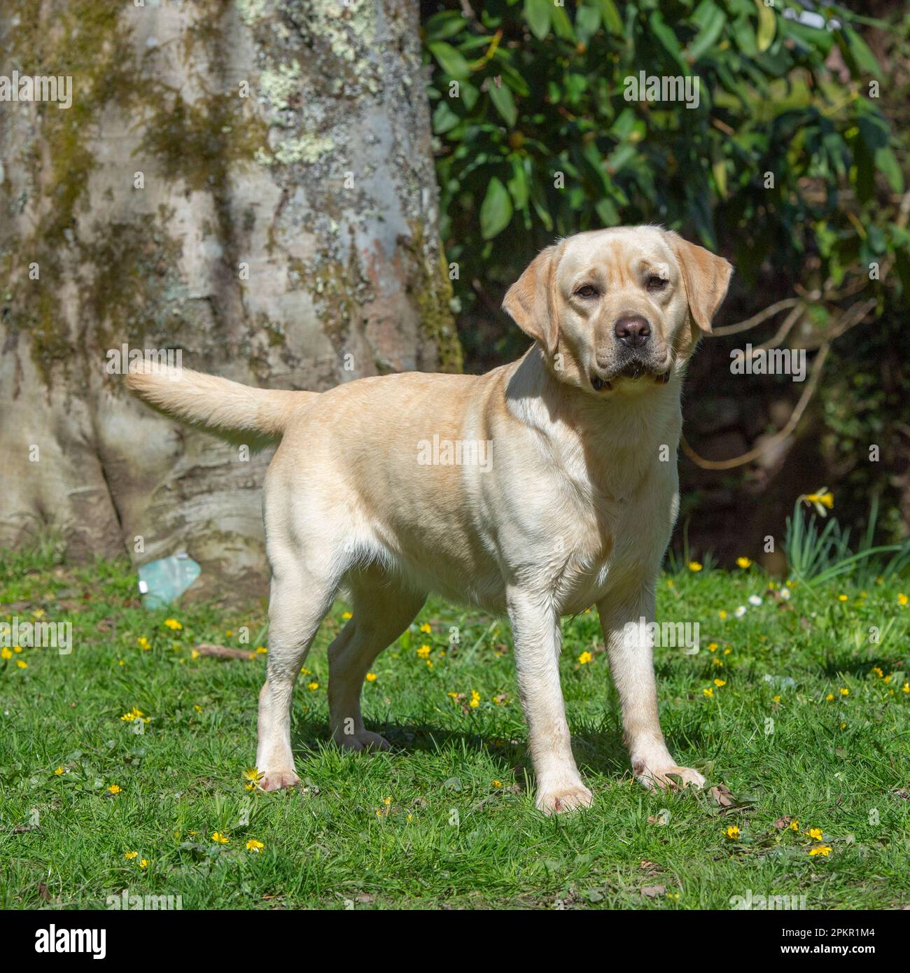 Labrador Retriever standing Stock Photo - Alamy
