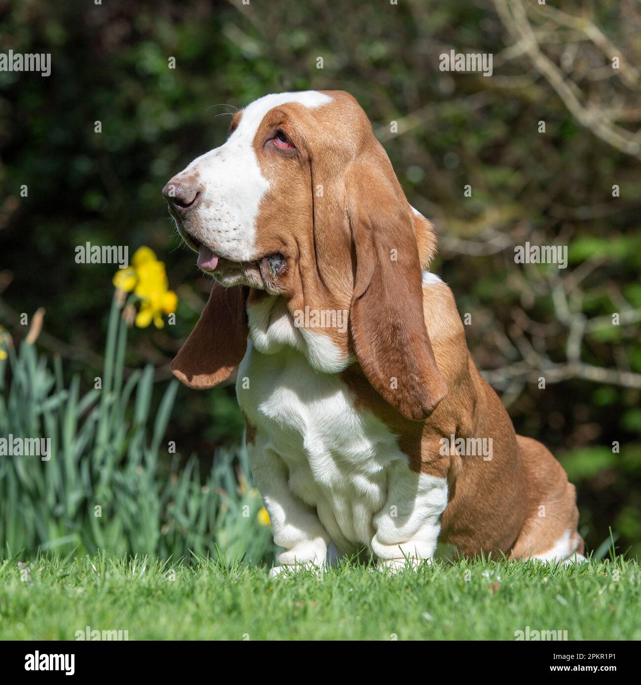 Cute Basset Hound sitting in garden Stock Photo - Alamy