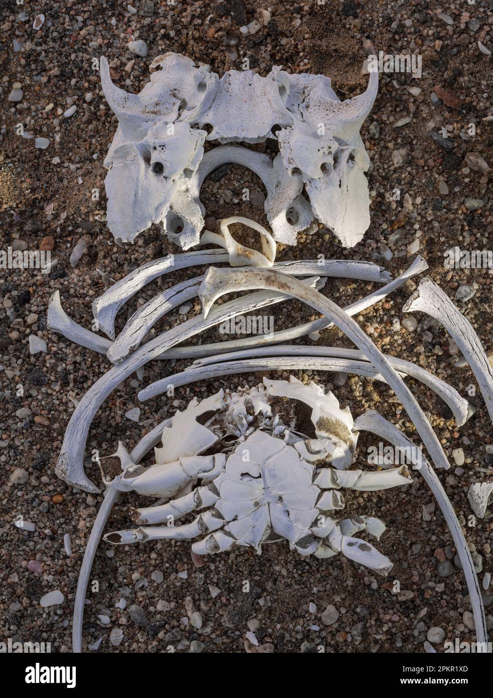 A collection of bones on the beach at Sturmvogel Bucht Stock Photo - Alamy