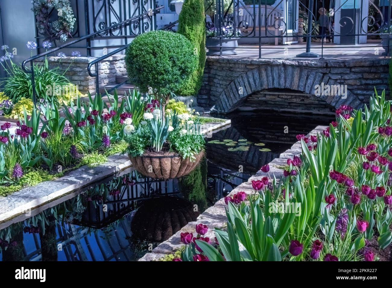 Purple lady tulips surrounding the water pond at the Marjorie McNeely ...