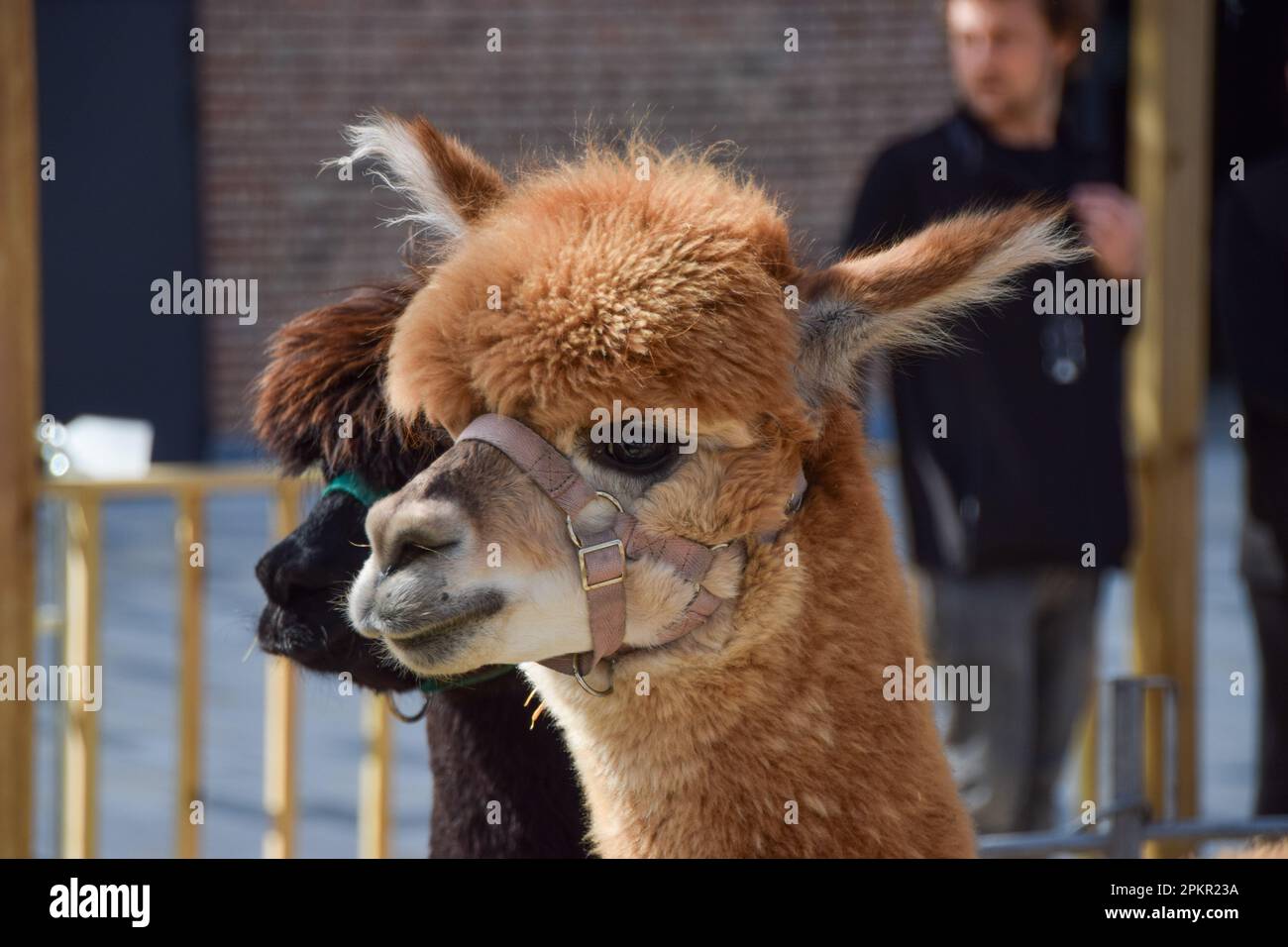 London, UK. 9th April 2023. Vauxhall City Farm alpacas meet visitors at ...