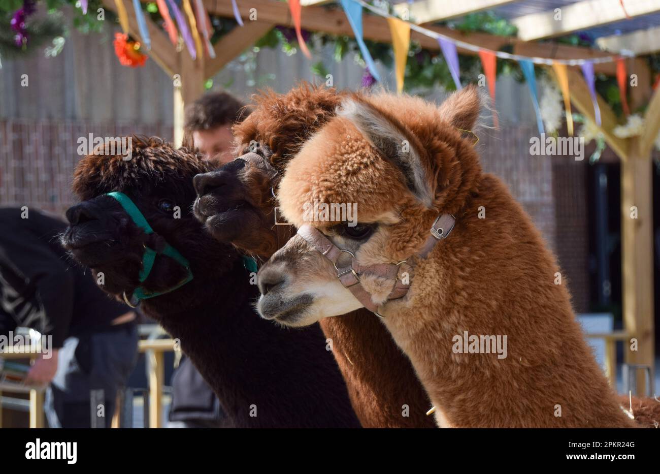 London, UK. 9th April 2023. Vauxhall City Farm alpacas meet visitors at ...