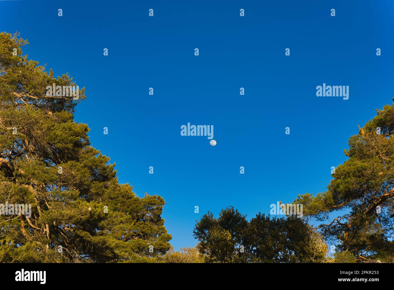 Moon pine tree forest sky hi-res stock photography and images - Alamy