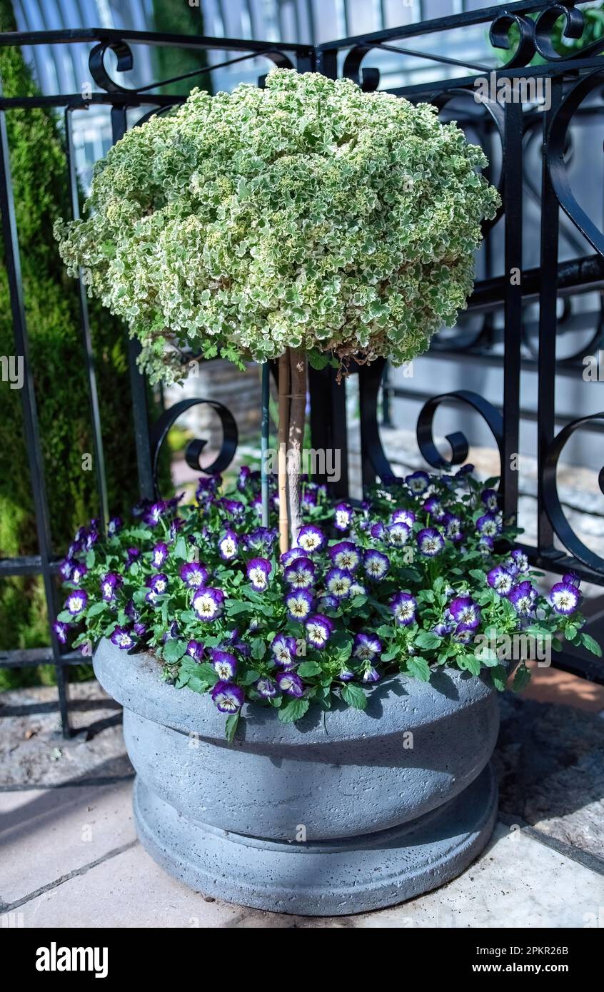 Potted tree with violas planted in the pot on display at the Marjorie ...