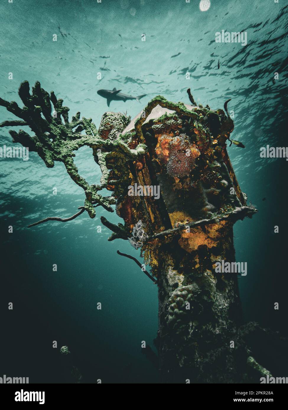 Wreck of the Austin Smith with a caribbean reef shark (Carcharhinus ...