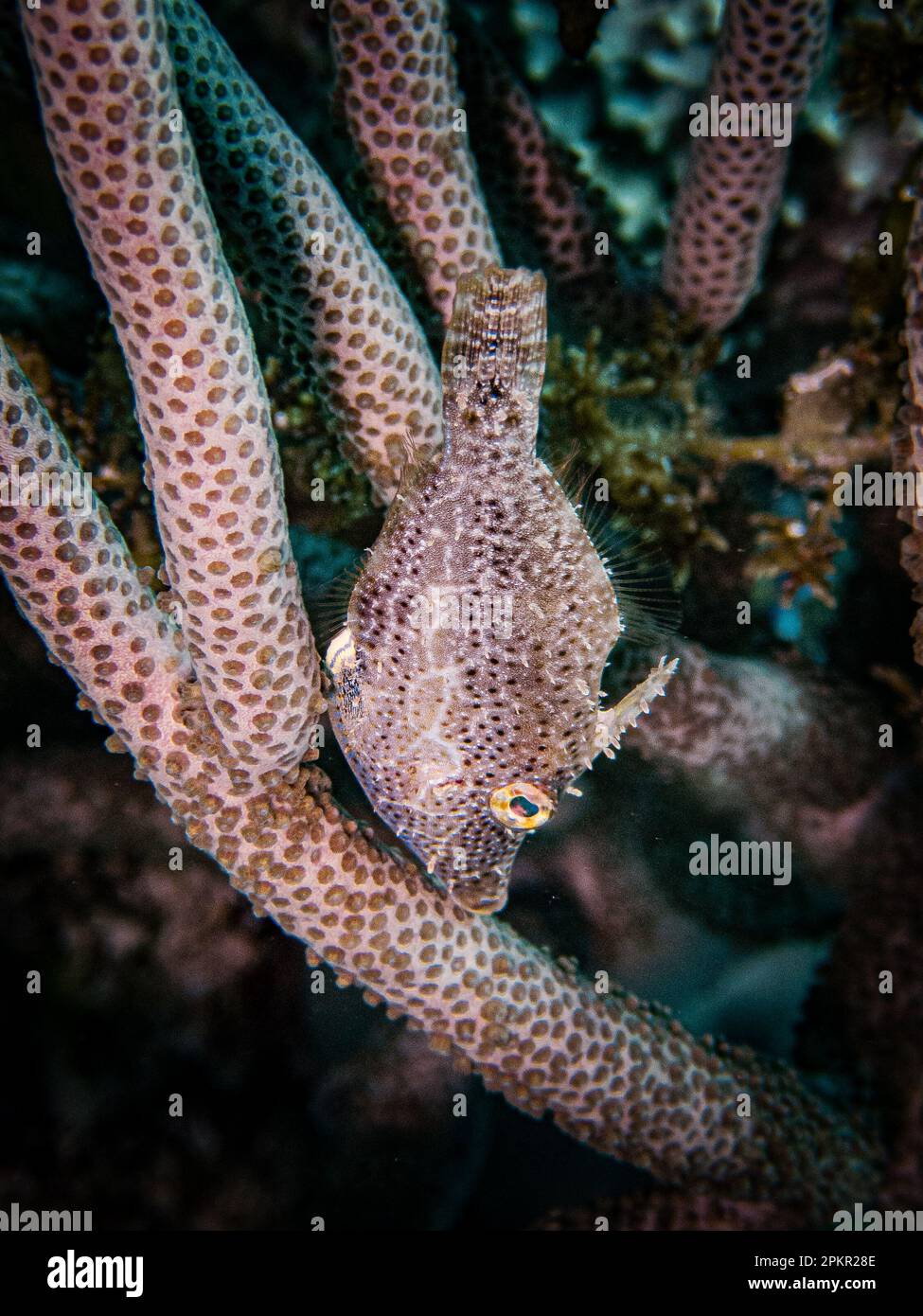 Slender filefish (Monacanthus tuckeri) camouflaged in the coral in the ...