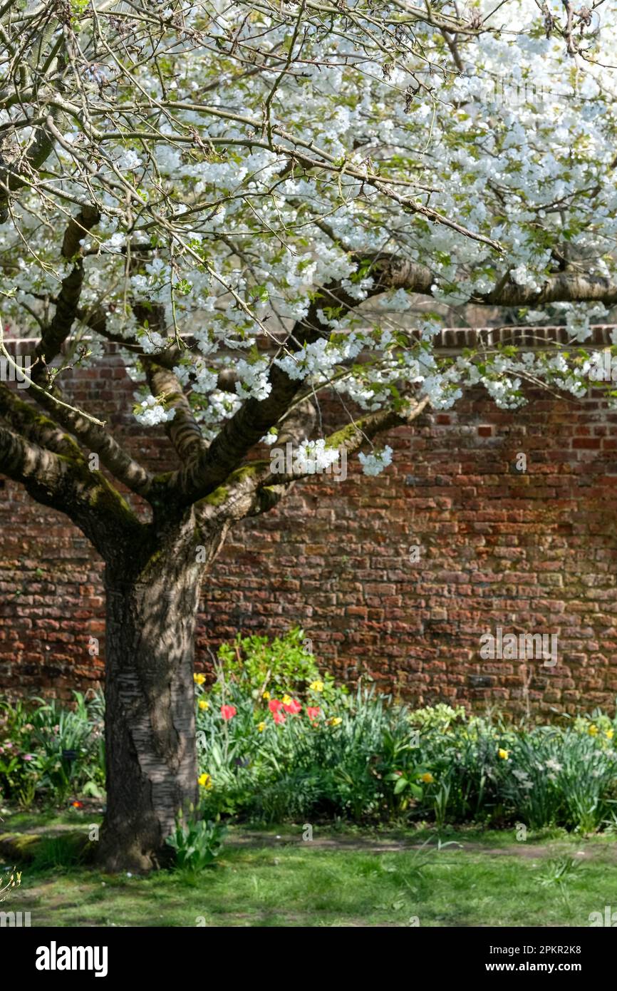 Tree with fresh white blossom, outside the hisoric walled garden at ...