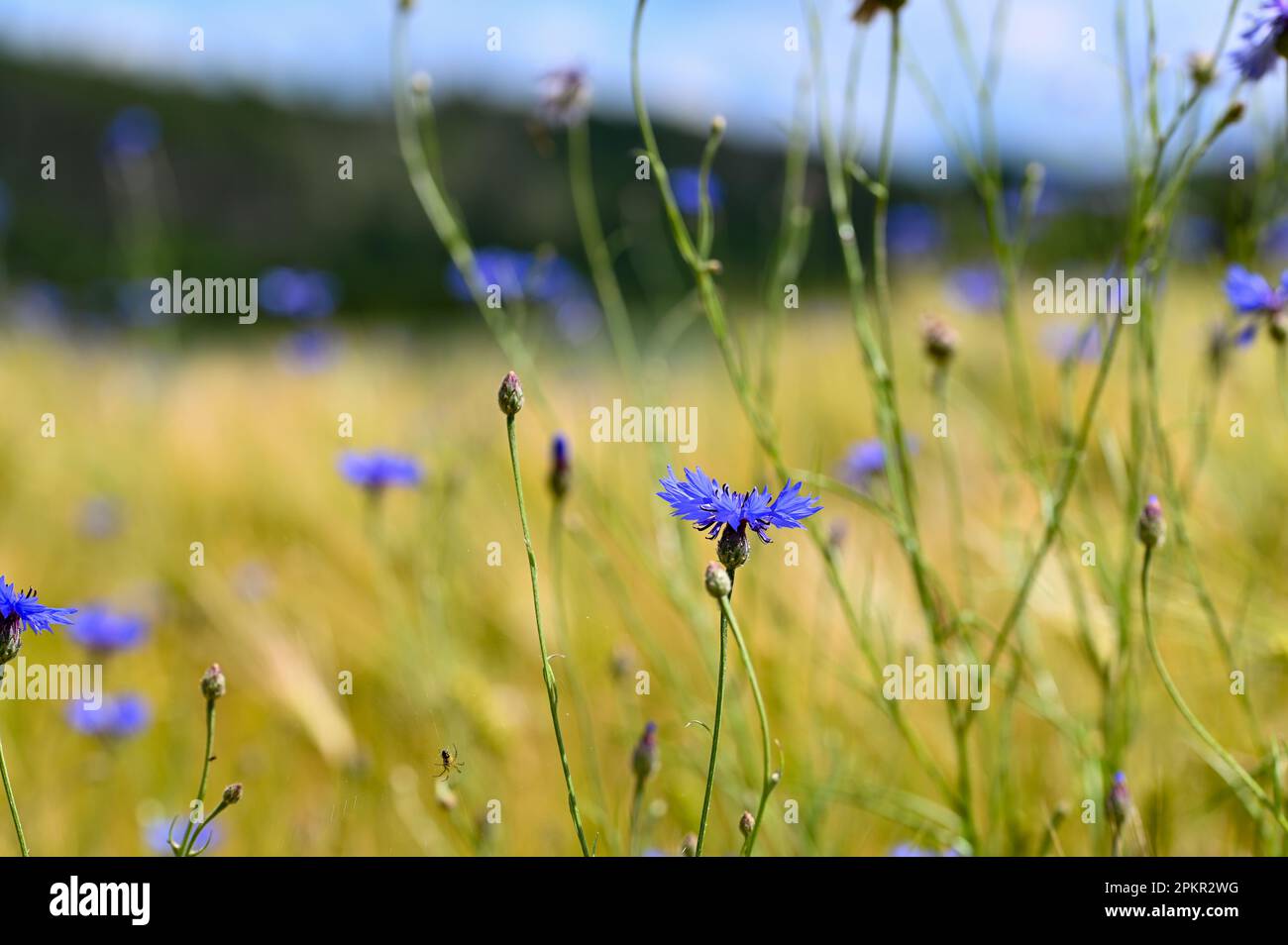 A cornflower (Centaurea cyanus) in a cornfield Stock Photo - Alamy