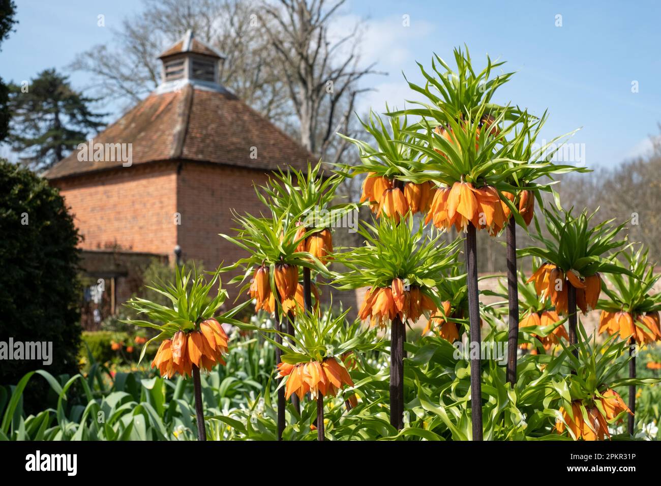 Crown imperial lily flowers, also known as Fritillaria Imperialis ...