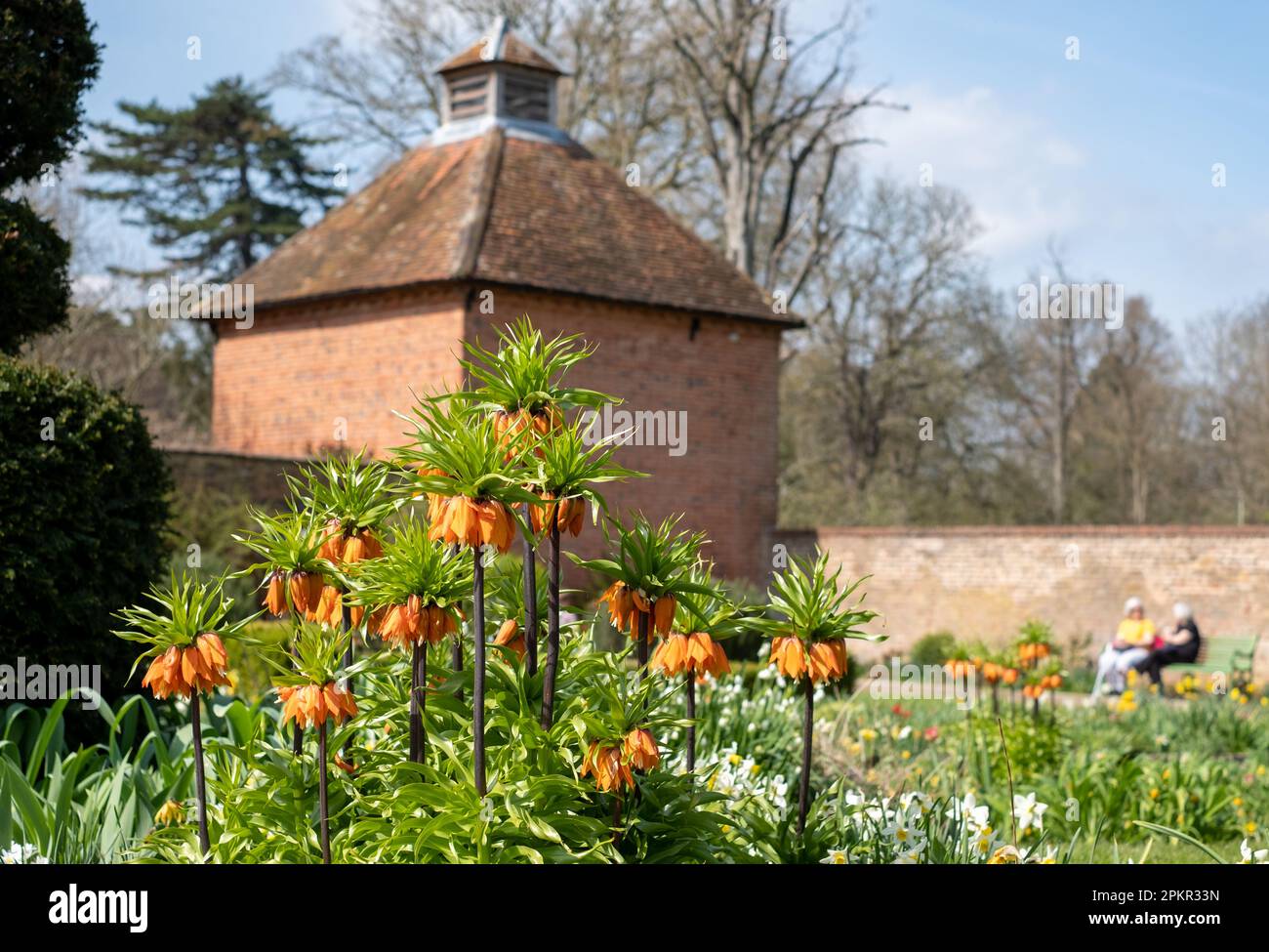 Crown imperial lily flowers, also known as Fritillaria Imperialis ...
