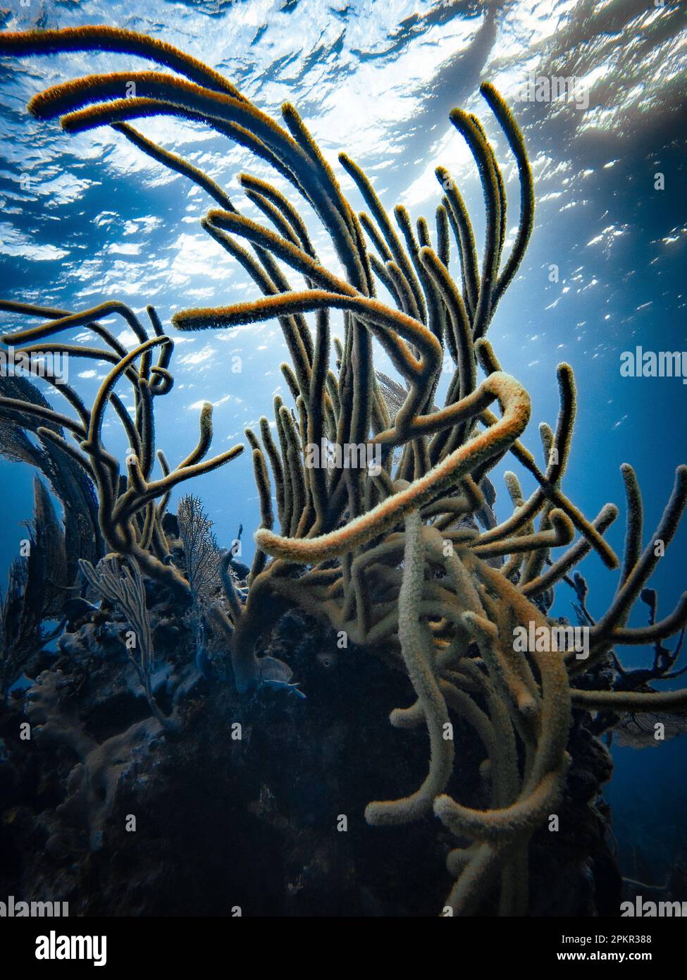 Soft coral gorgonian lit up beneath the waves on a shallow coral reef ...