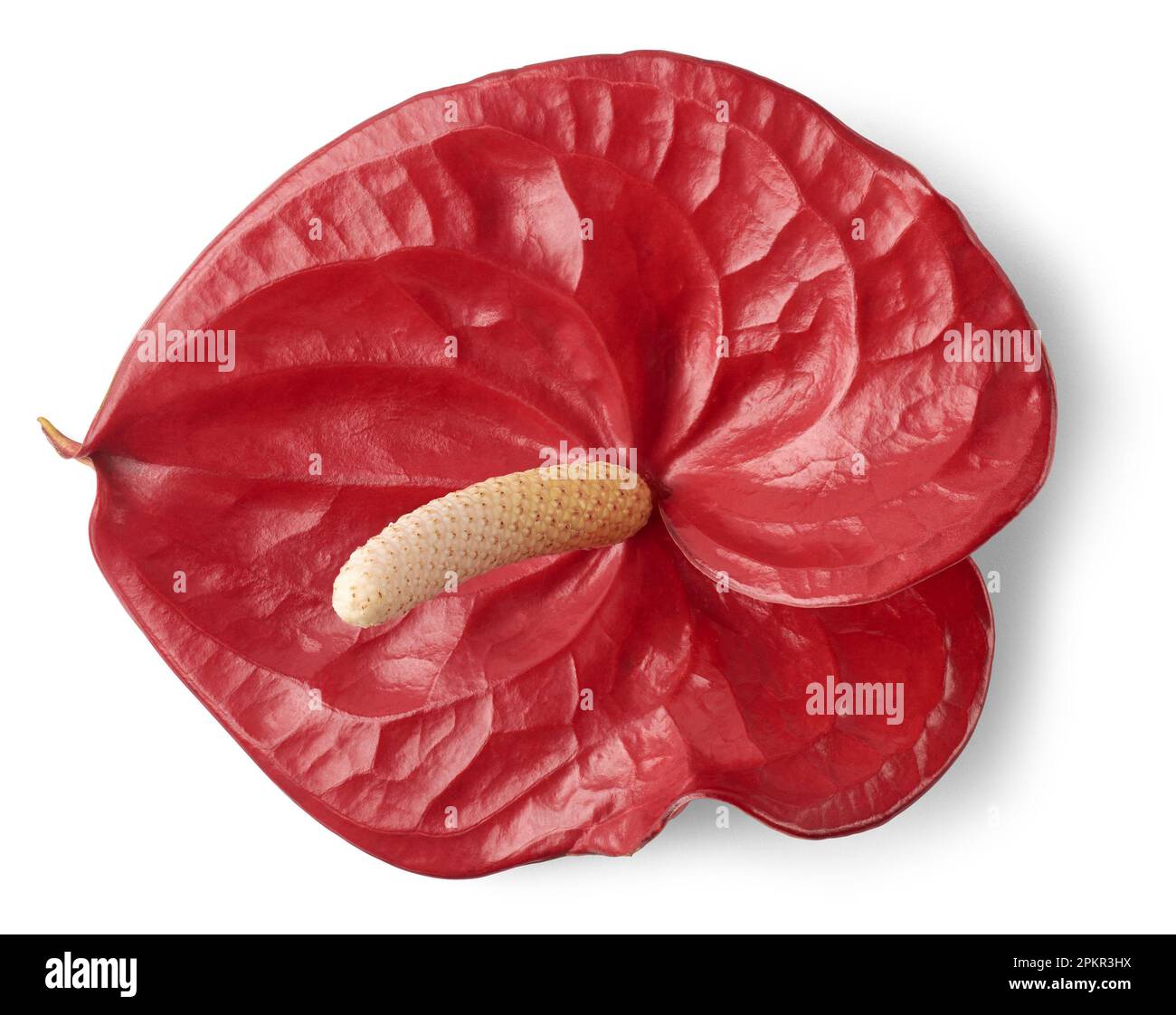 vibrant red anthurium flower head, aka tailflower, flamingo laceleaf ...
