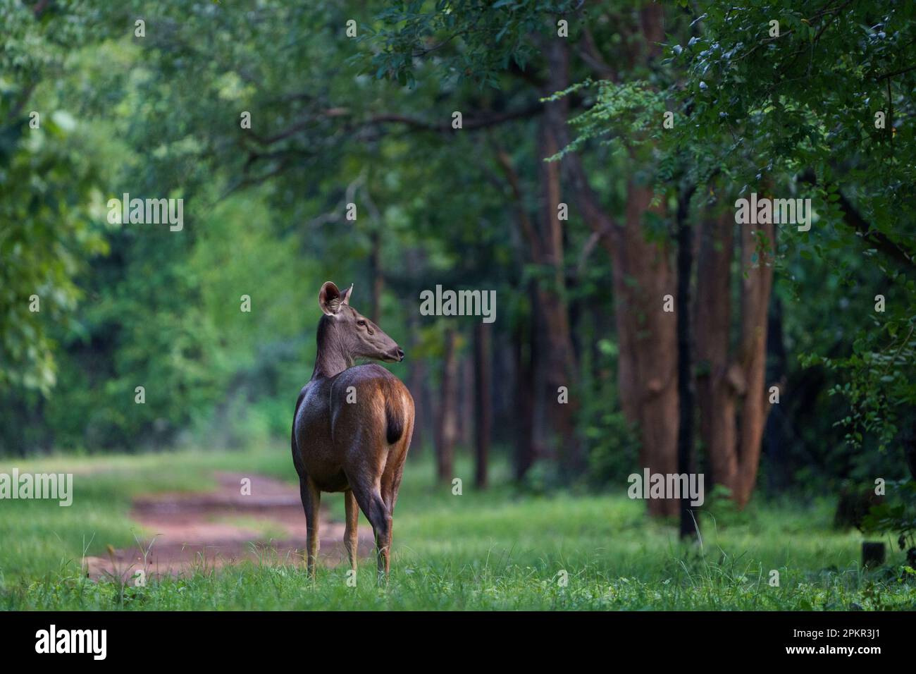 Sambar deer (Rusa unicolor) standing between the trees and looking back ...