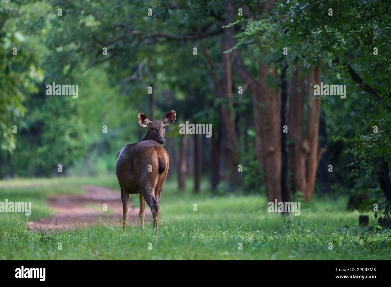 Sambar deer (Rusa unicolor) standing between the trees and looking back ...